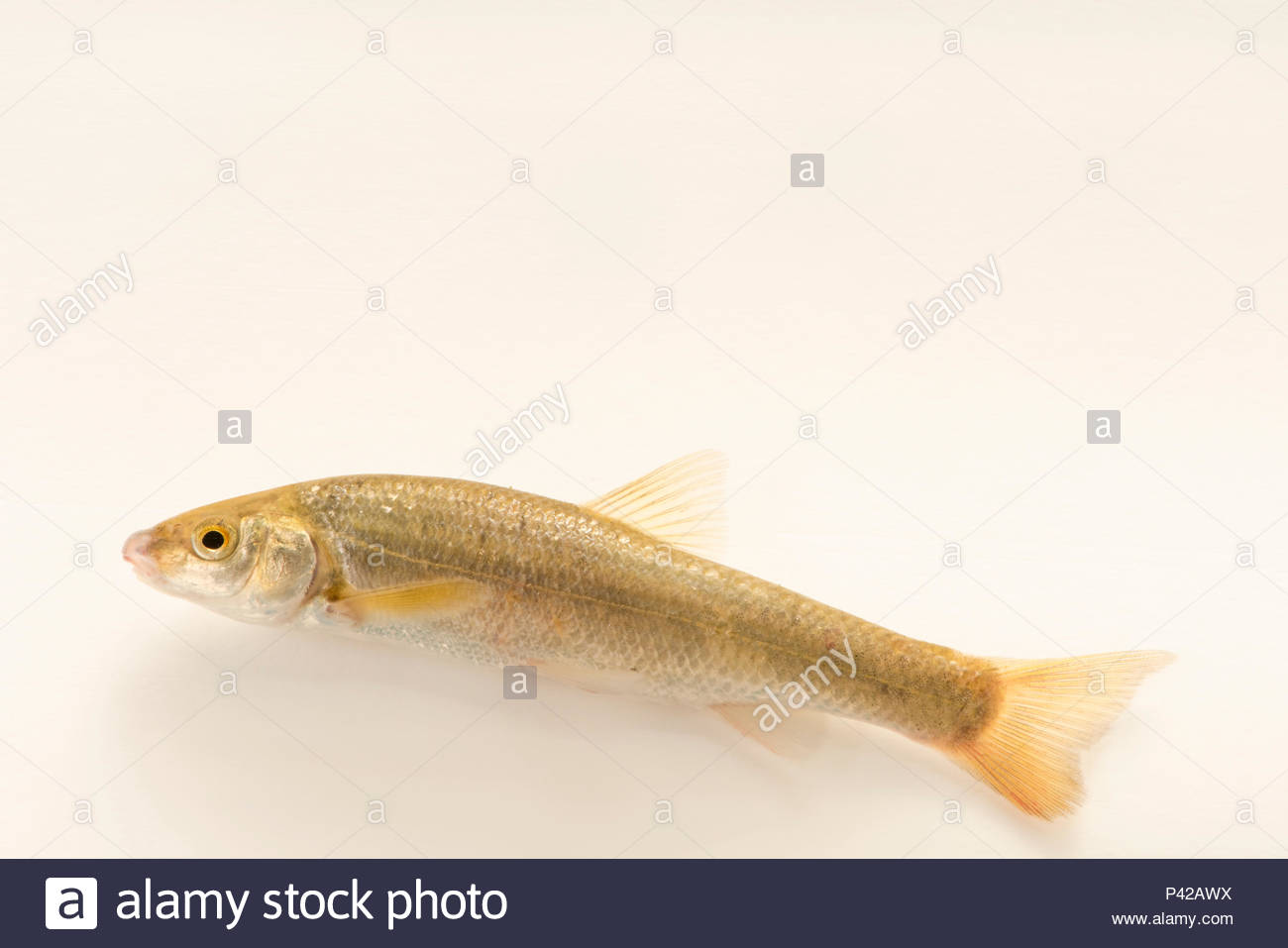 Minnows Stock Photos & Minnows Stock Images - Alamy