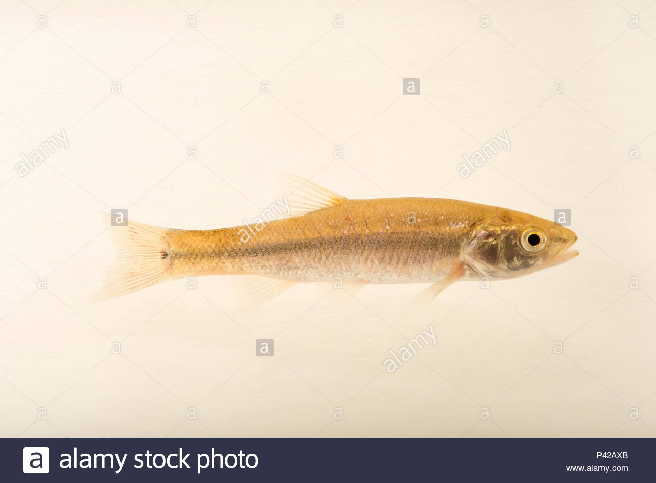 Shiner Fish Stock Photos & Shiner Fish Stock Images - Alamy