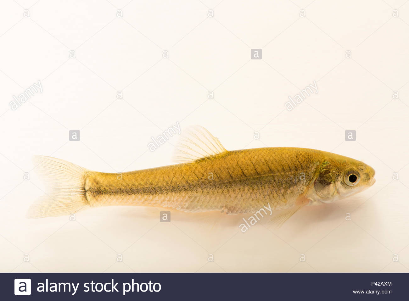 Shiner Fish Stock Photos & Shiner Fish Stock Images - Alamy