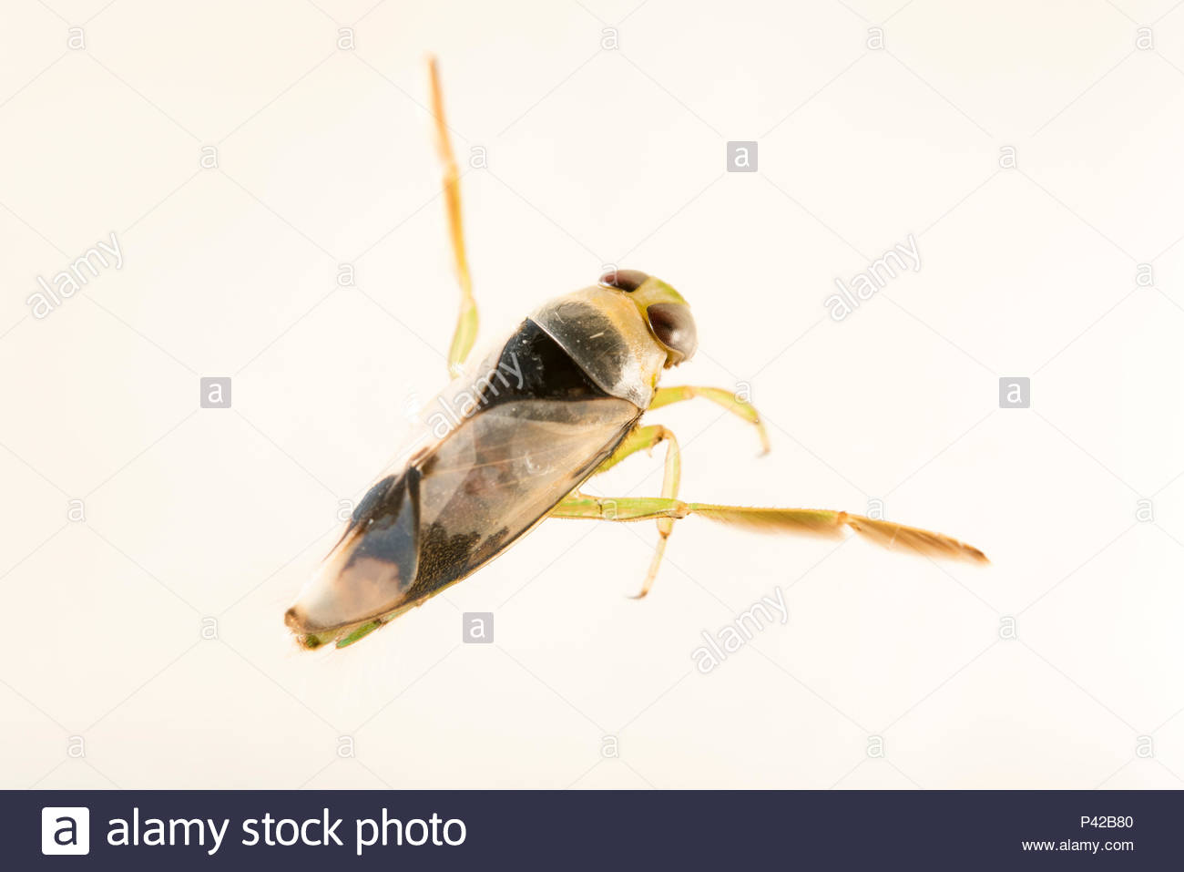 Undulata Stock Photos & Undulata Stock Images - Alamy