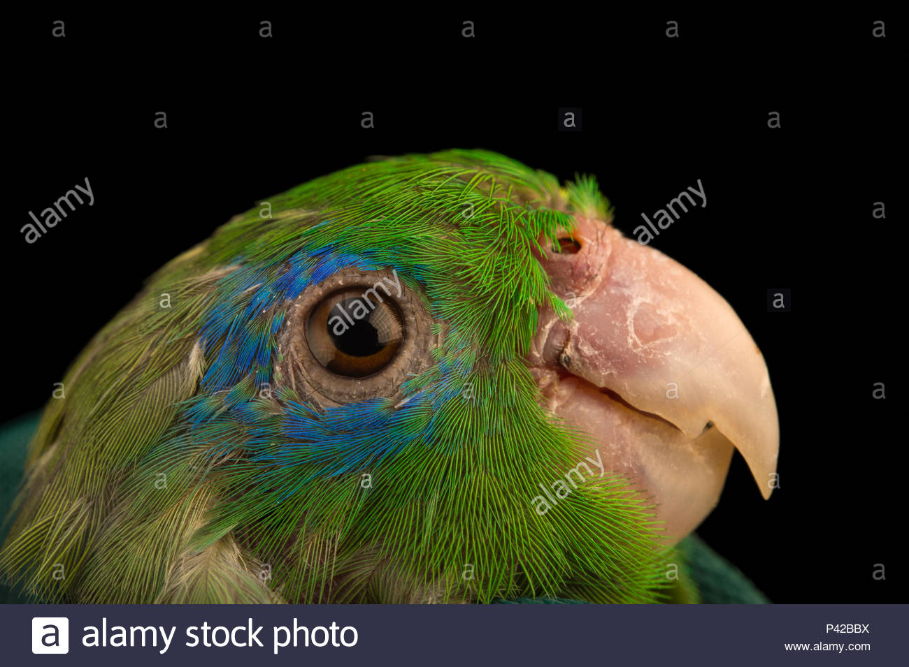 Parrotlet Stock Photos & Parrotlet Stock Images - Alamy