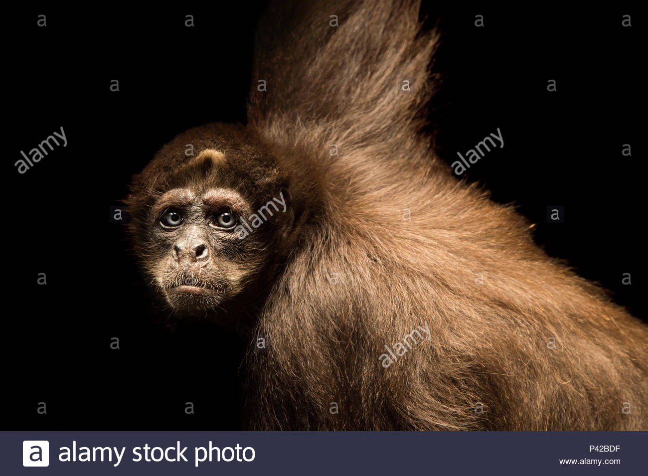 Spider Monkey High Resolution Stock Photography and Images - Alamy