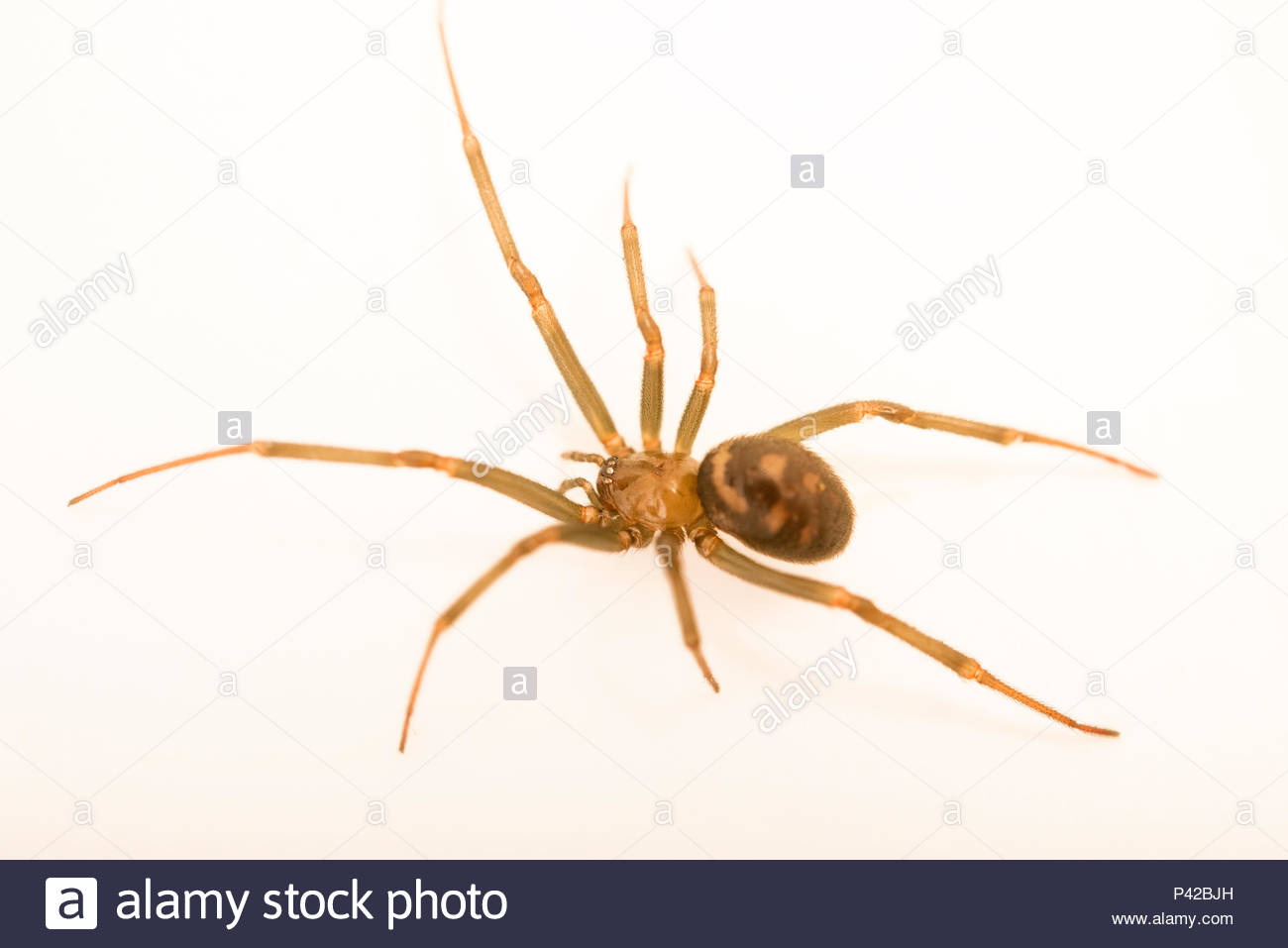 Steatoda Grossa Stock Photos & Steatoda Grossa Stock Images - Alamy