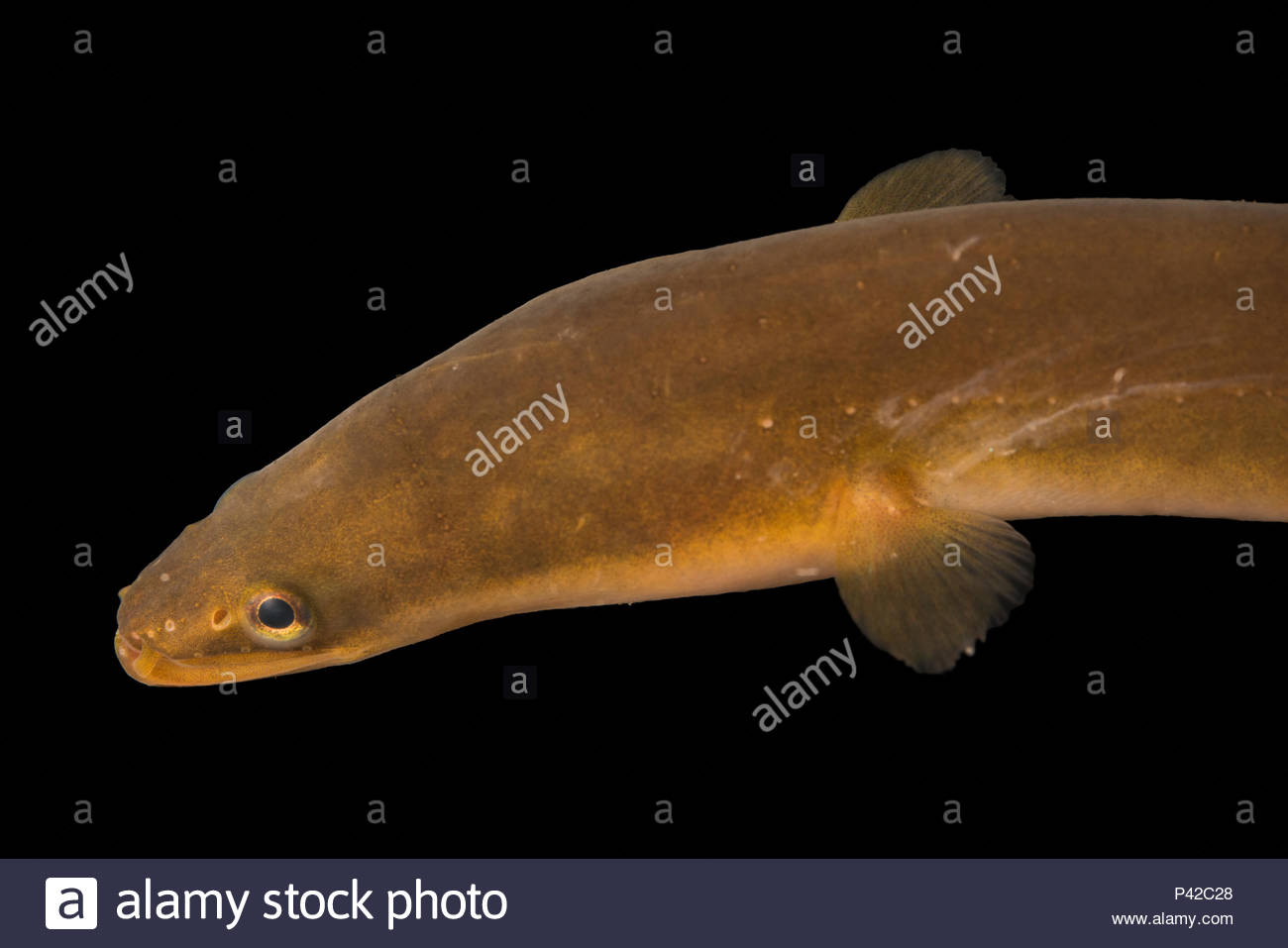 Anguilla Rostrata Stock Photos & Anguilla Rostrata Stock Images - Alamy