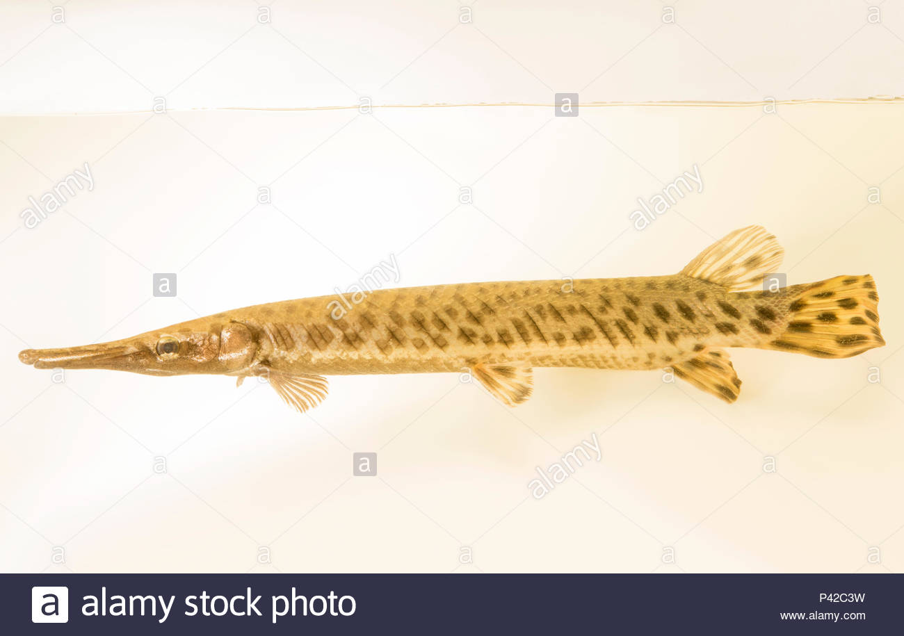 Spotted Gar Stock Photos & Spotted Gar Stock Images - Alamy