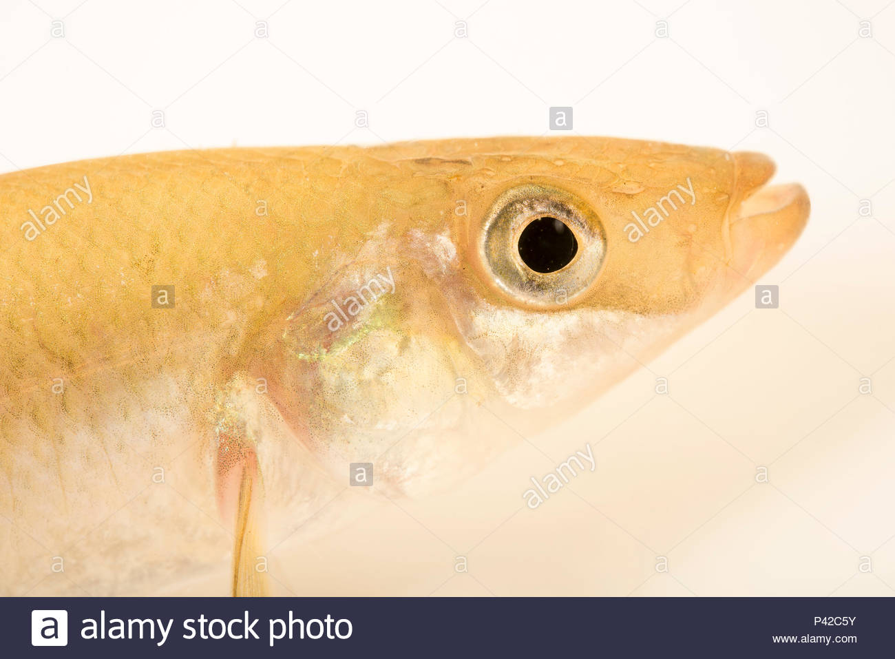 Killifish High Resolution Stock Photography and Images - Alamy