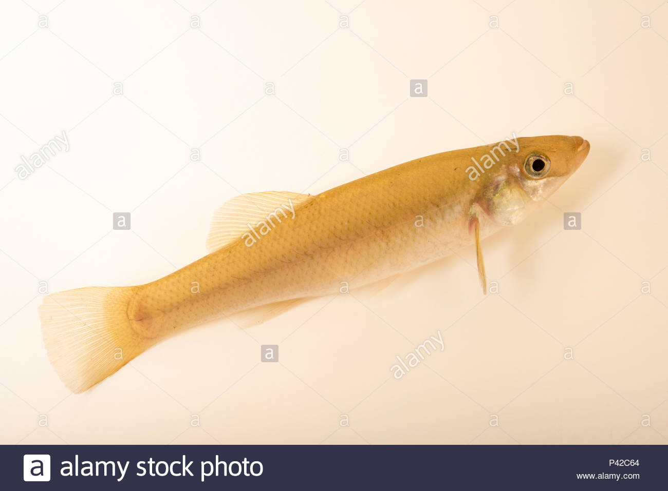 Killifish High Resolution Stock Photography and Images - Alamy