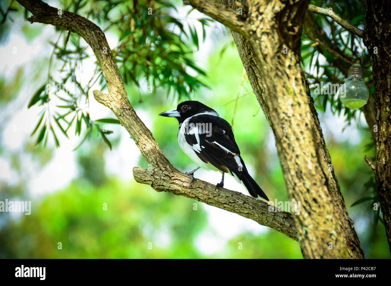 Australian pied butcherbird cracticus nigrogularis hi-res stock ...