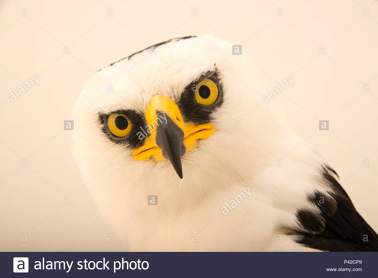 Black Eagle High Resolution Stock Photography and Images - Alamy
