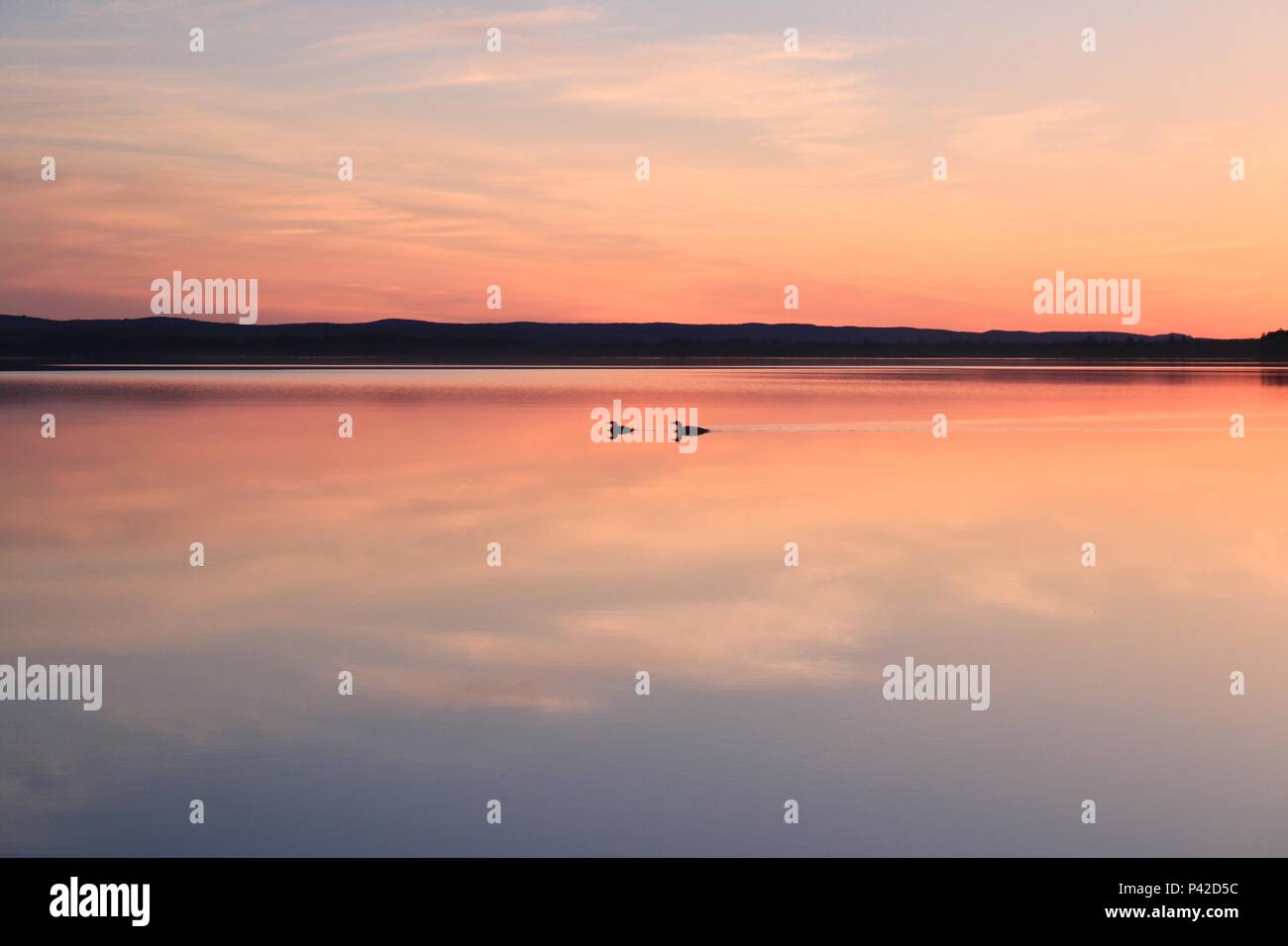 Canadian geese swimming in water hi-res stock photography and images ...