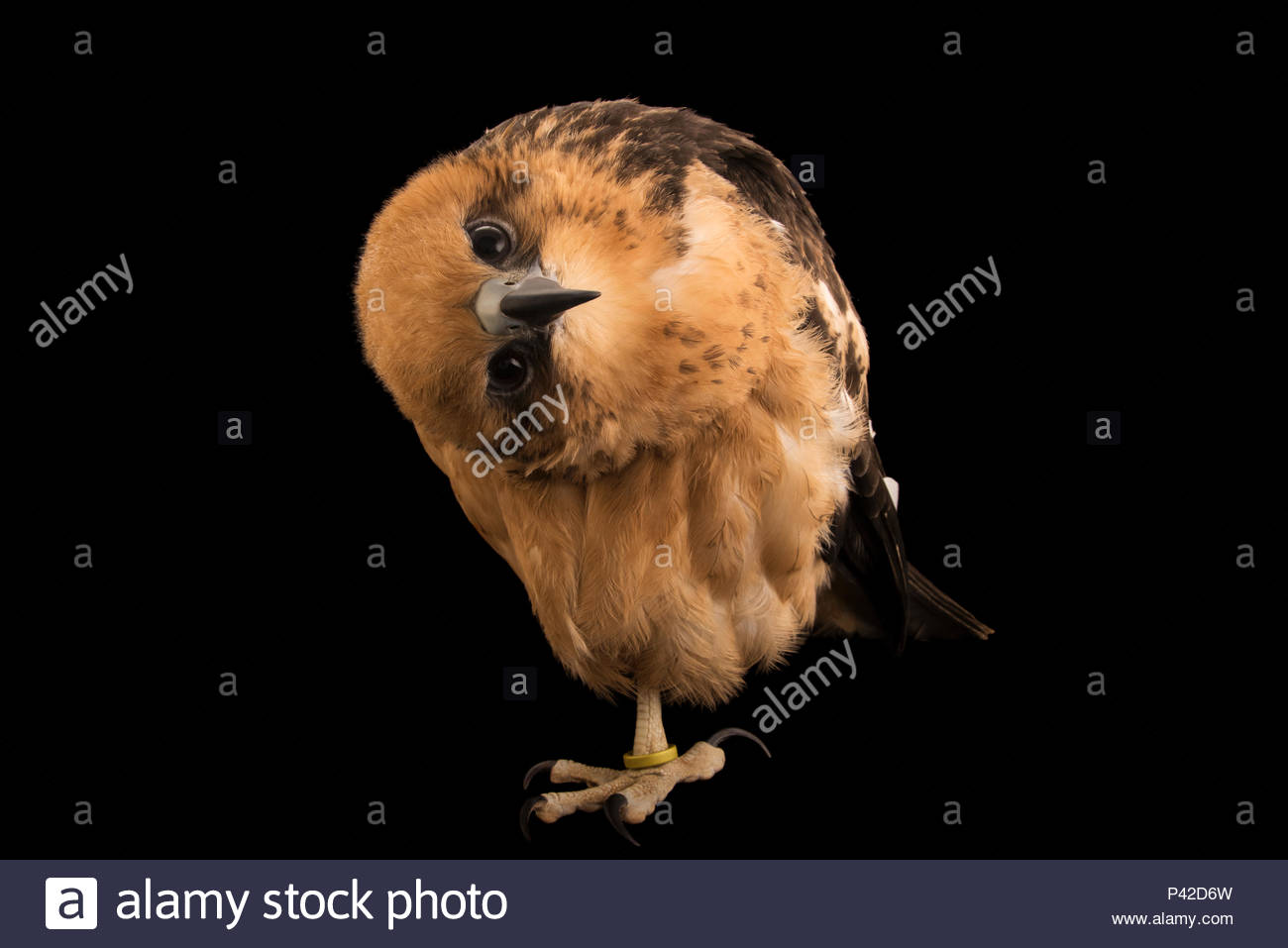Hawaiian Hawk Stock Photos & Hawaiian Hawk Stock Images - Alamy