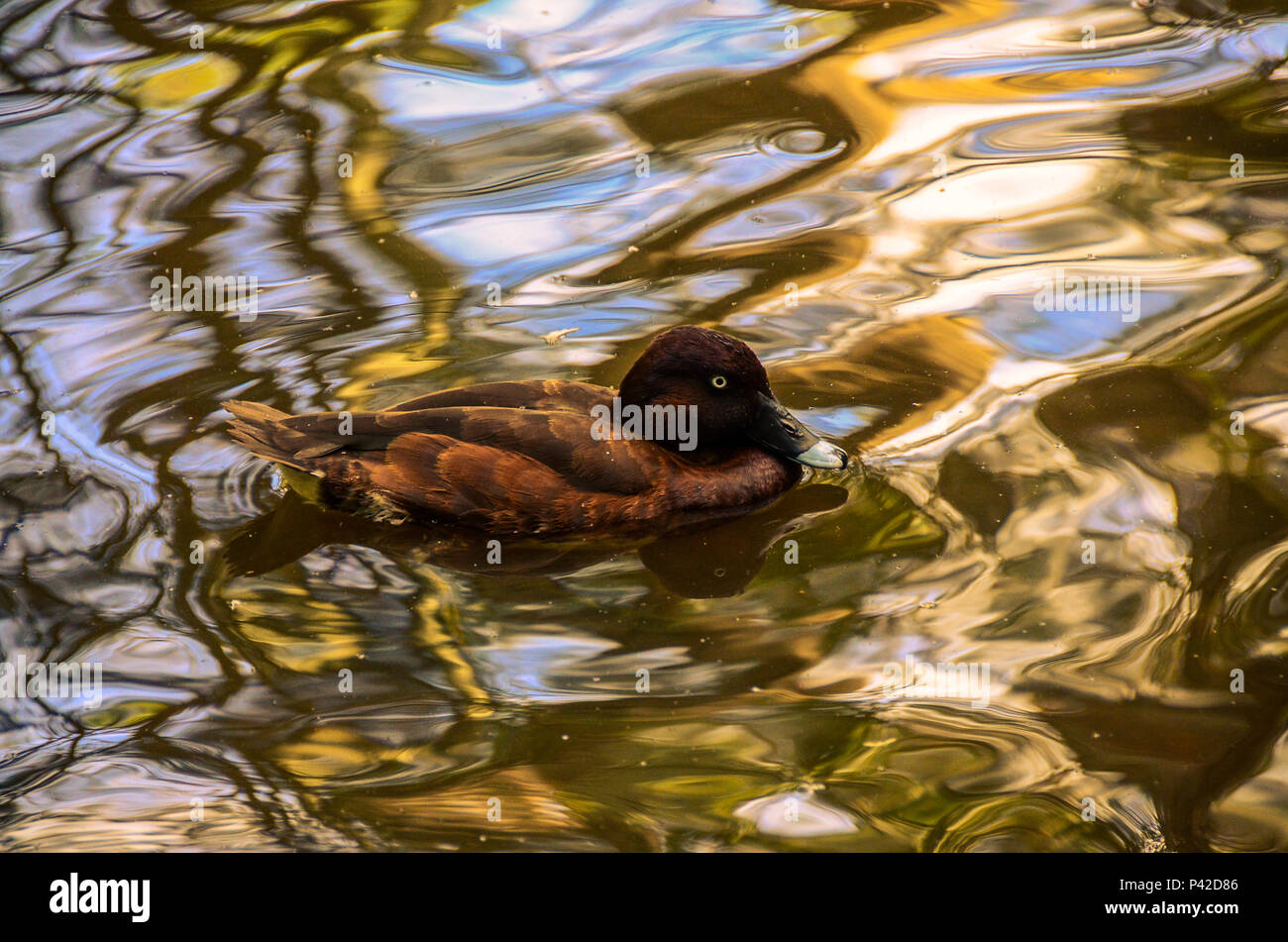 Hardhead hi-res stock photography and images - Alamy