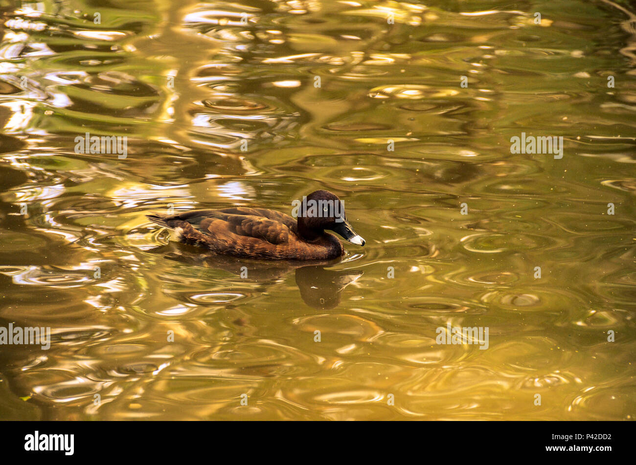 Hardhead hi-res stock photography and images - Alamy