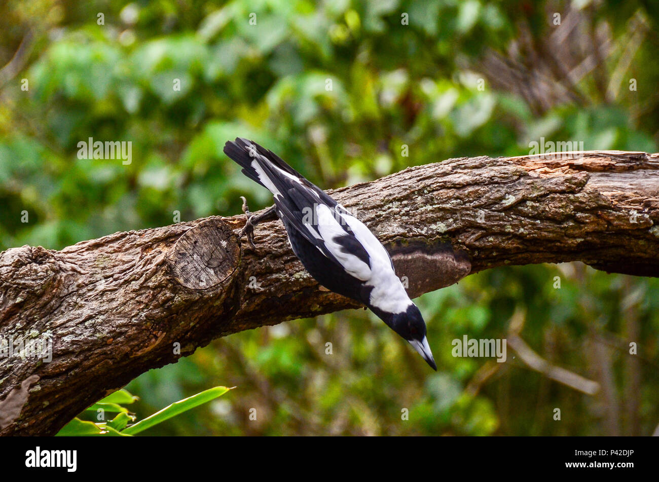 Australian magpie hi-res stock photography and images - Alamy