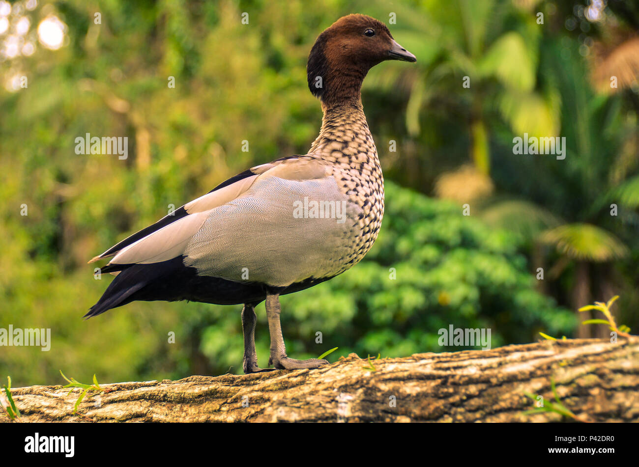 Australian wood duck Stock Photo - Alamy
