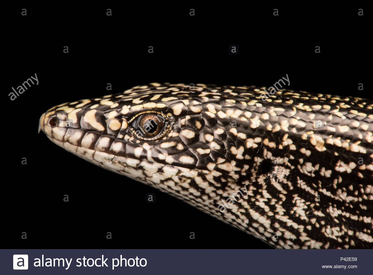 Galliwasp High Resolution Stock Photography and Images - Alamy