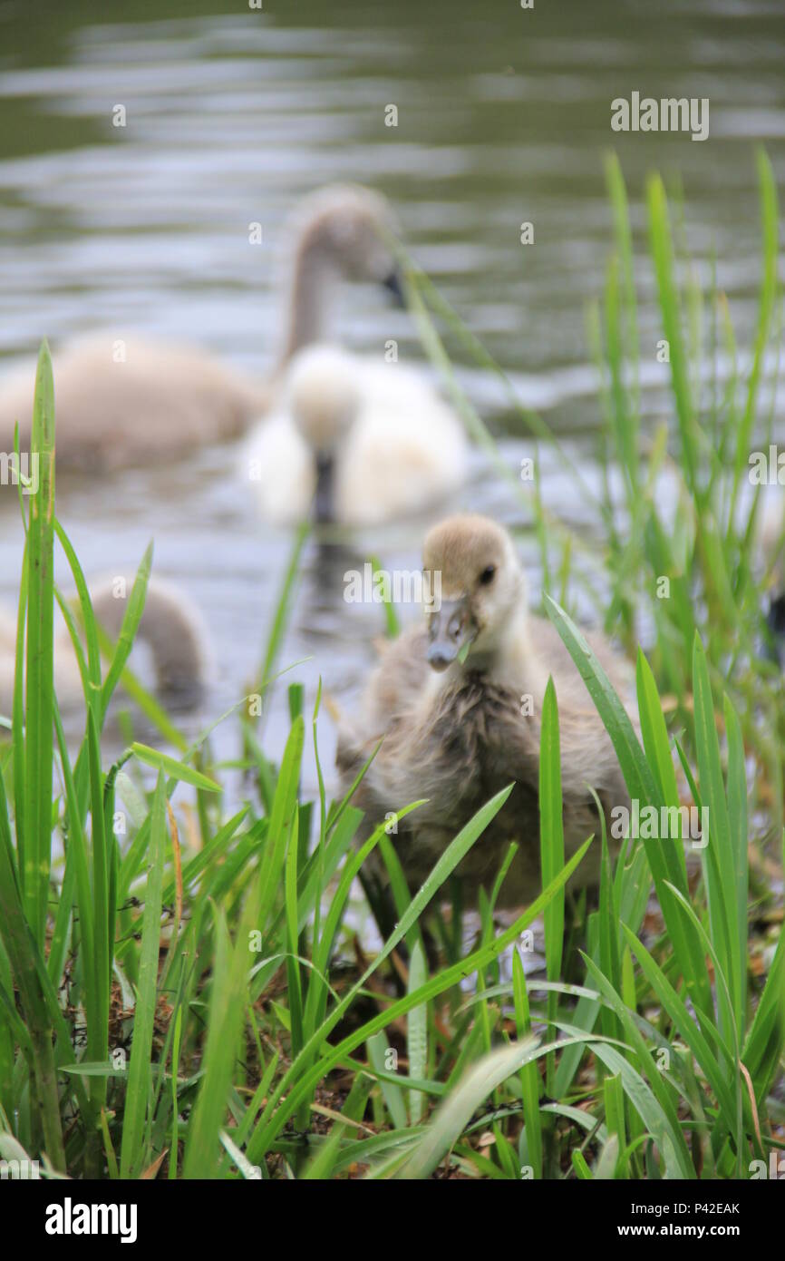 Goose frogs hi-res stock photography and images - Alamy