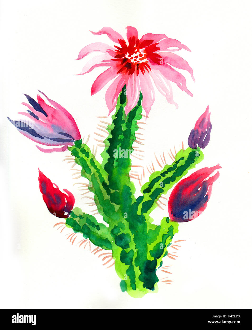 Cactus watercolor painting hi-res stock photography and images - Alamy