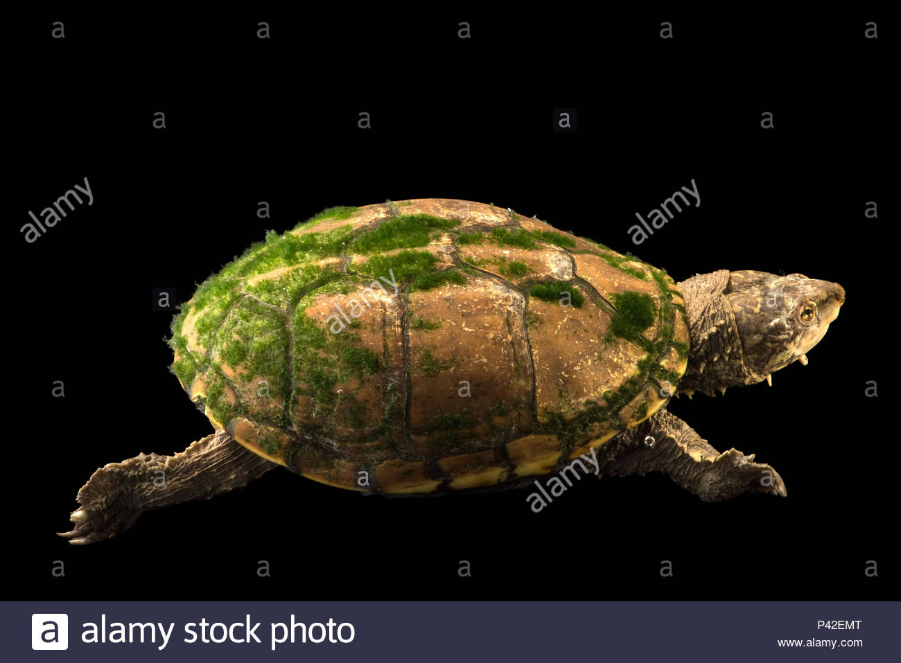 Mud Turtle Stock Photos & Mud Turtle Stock Images - Alamy