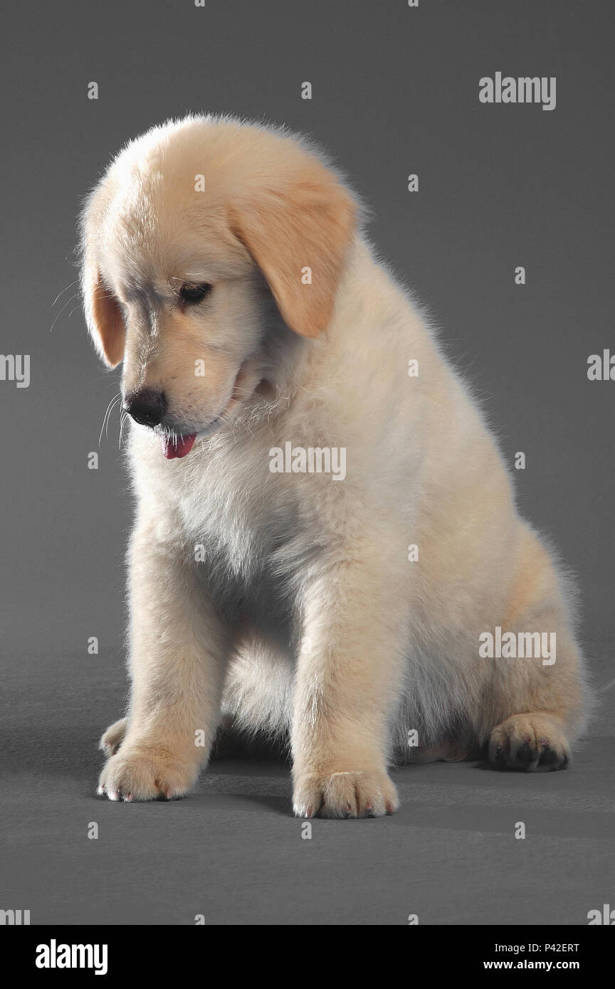 Filhote De Golden Retriever Golden Retriever Welpen Junger