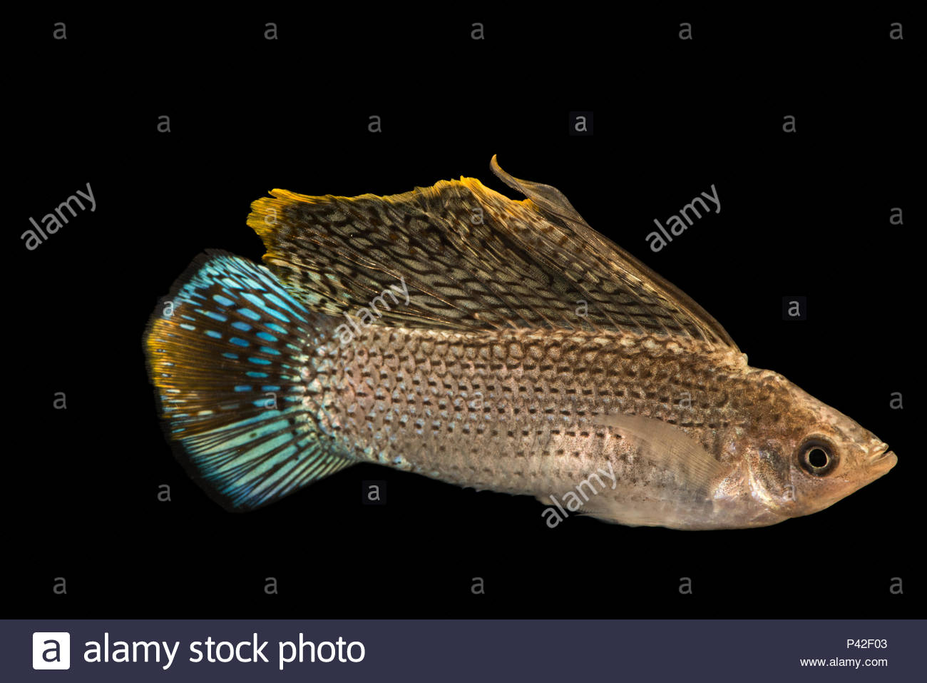 Molly High Resolution Stock Photography and Images - Alamy