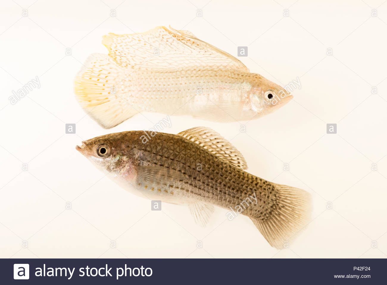 Molly High Resolution Stock Photography and Images - Alamy