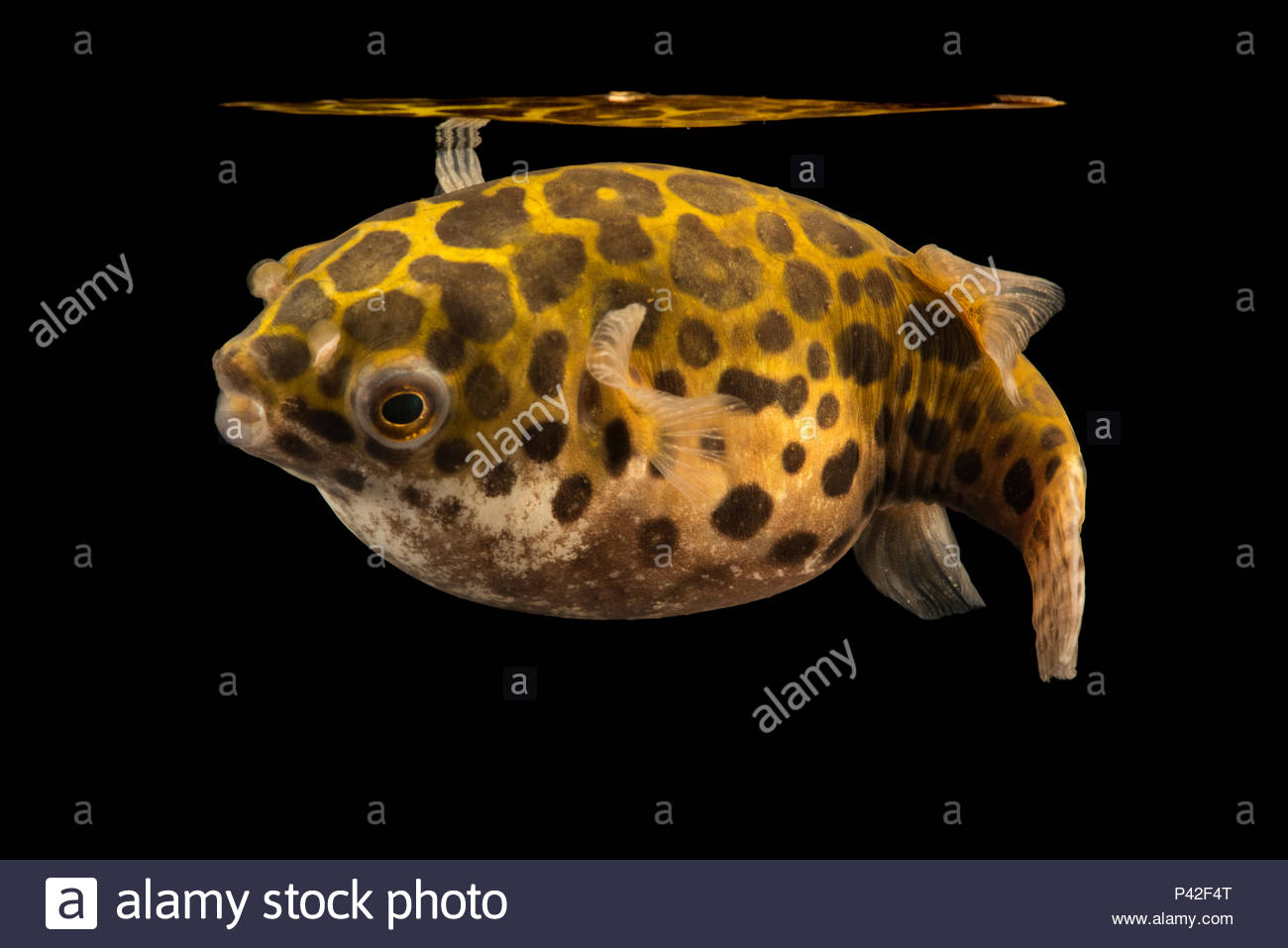 Tetraodon Stock Photos & Tetraodon Stock Images - Alamy