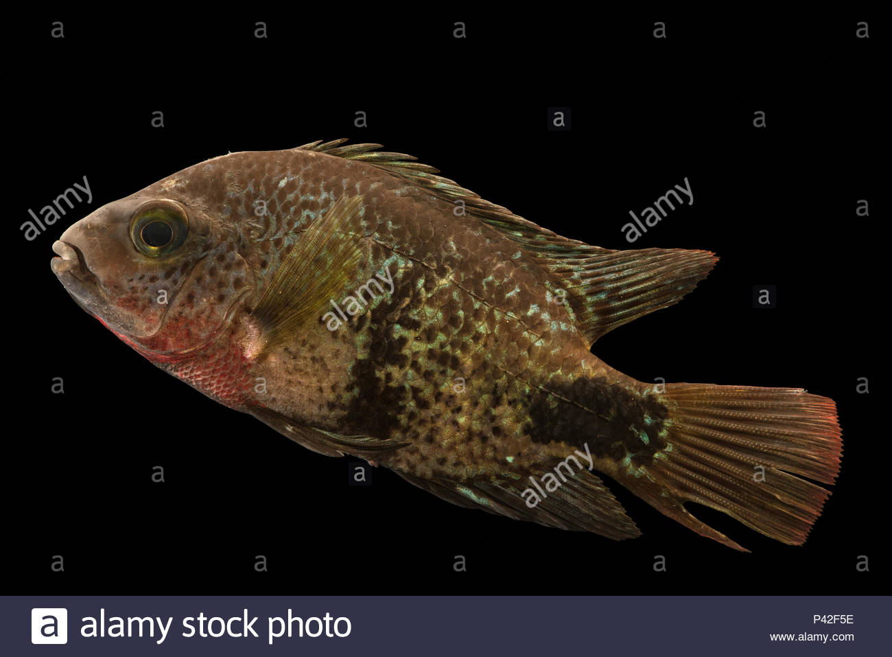 Cichlid Stock Photos & Cichlid Stock Images - Alamy