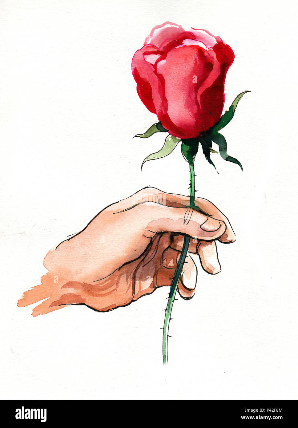 Hand with a red rose. Ink and watercolor illustration Stock Photo - Alamy
