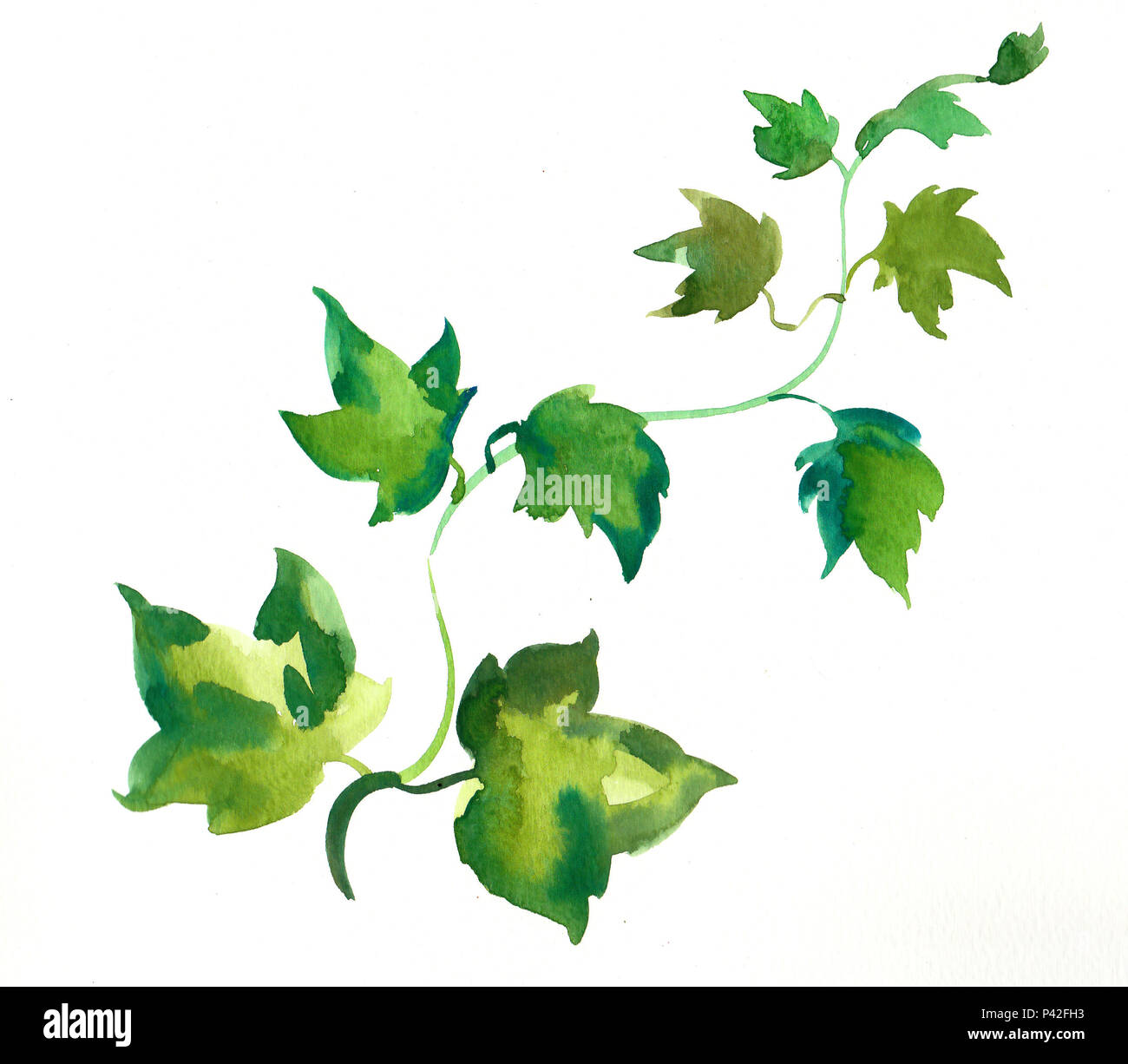 Ivy leaf drawing sketch hi-res stock photography and images - Alamy