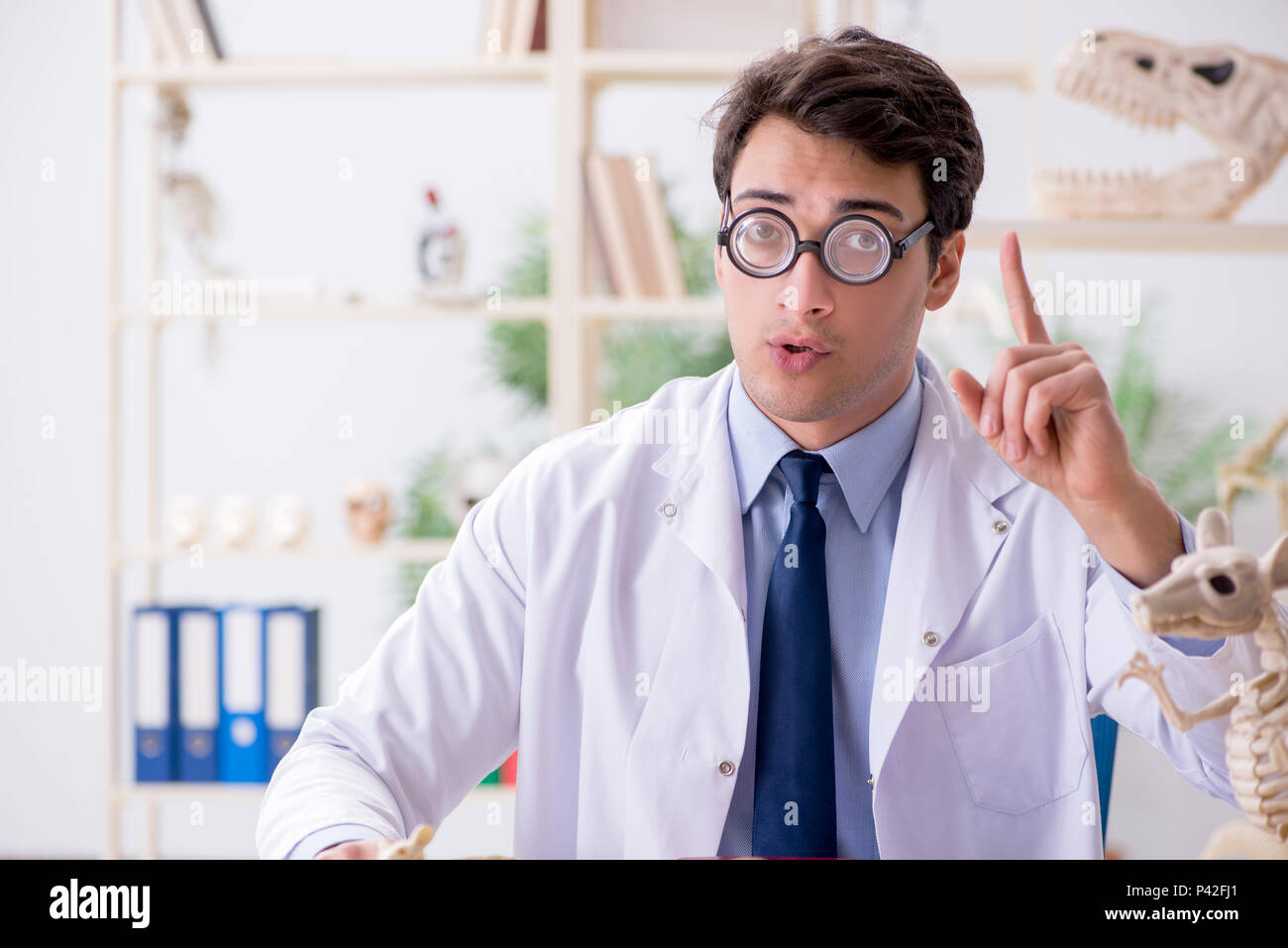 Funny crazy professor studying animal skeletons Stock Photo - Alamy