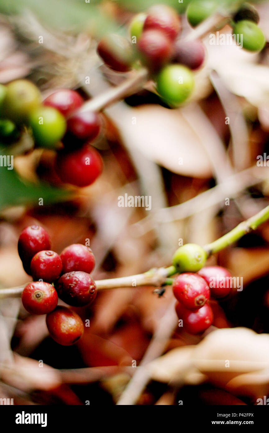 Cafe especial hi-res stock photography and images - Alamy