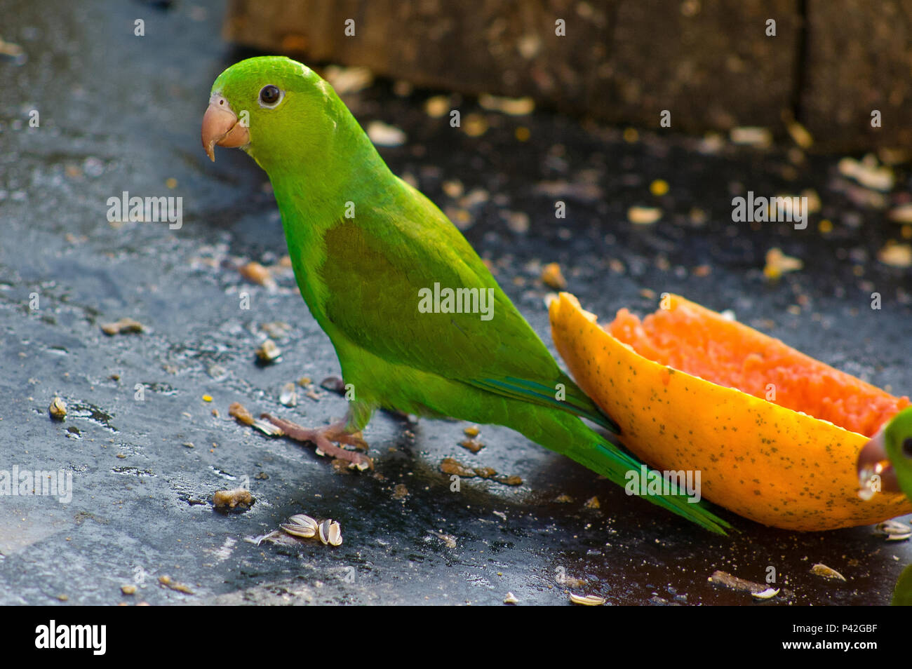 Maritaca hi-res stock photography and images - Alamy