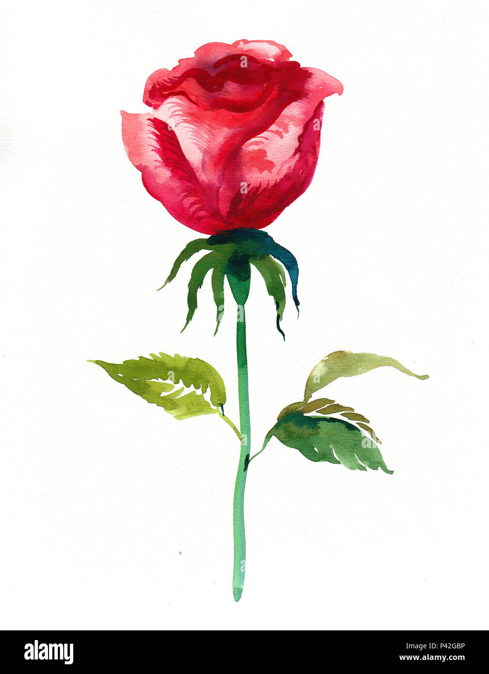 Watercolor red rose Stock Photo - Alamy