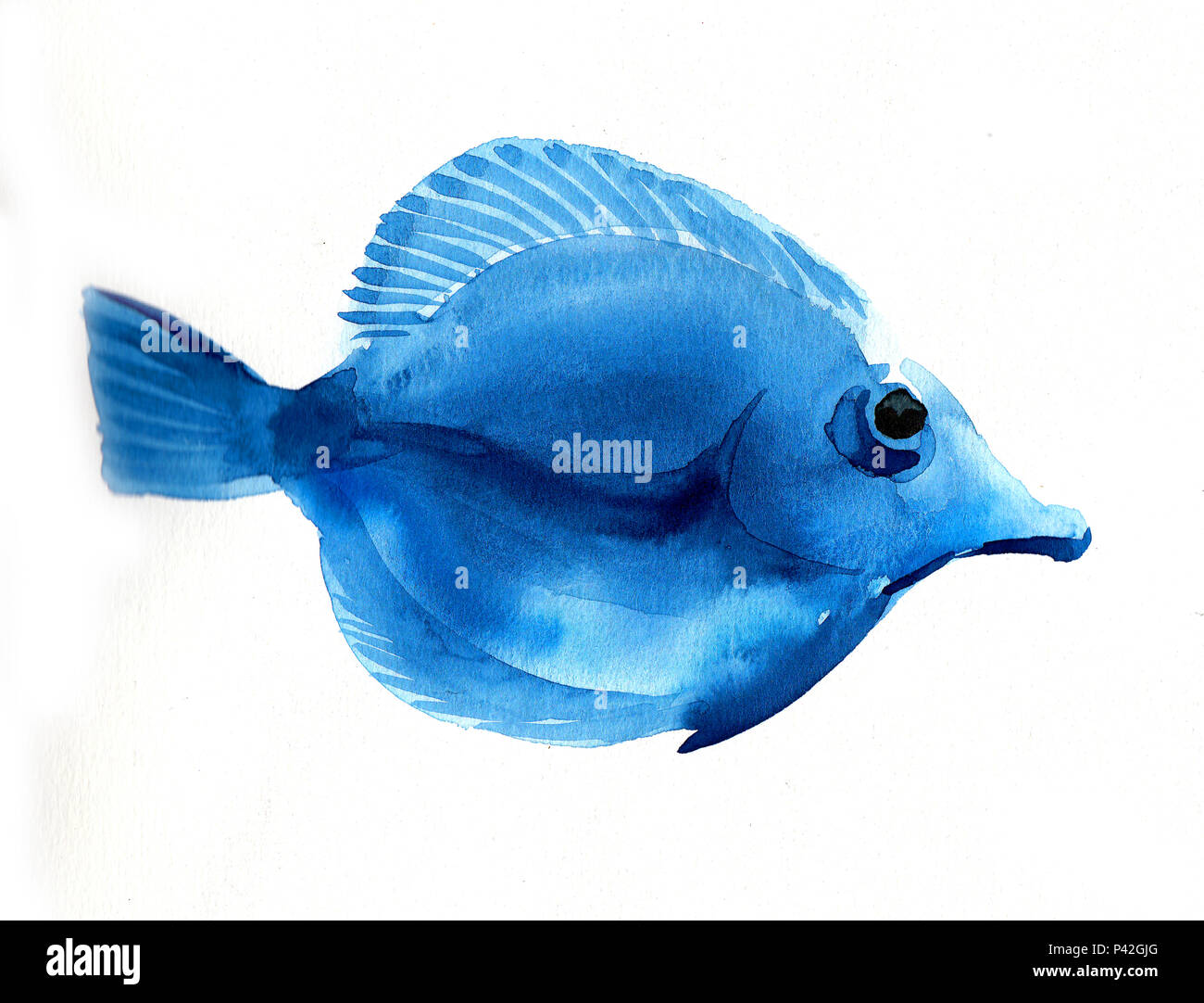 Blue tropical fish Stock Photo - Alamy