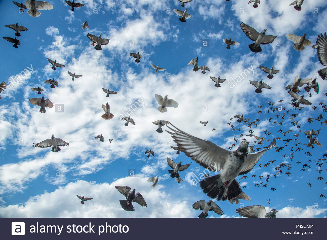 Homing Pigeons High Resolution Stock Photography and Images - Alamy