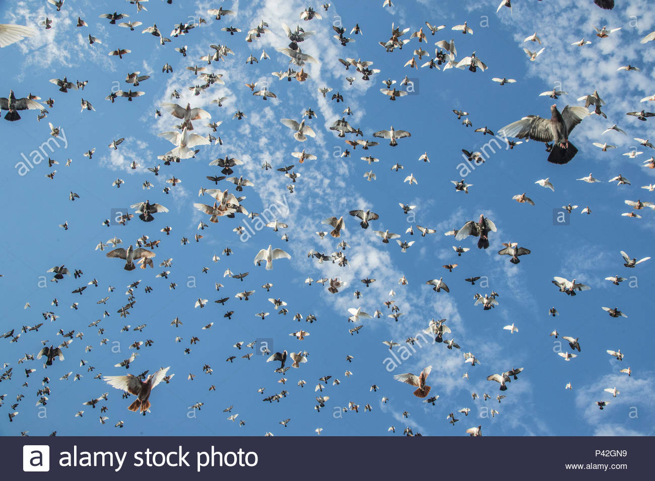 Homing Pigeons High Resolution Stock Photography and Images - Alamy
