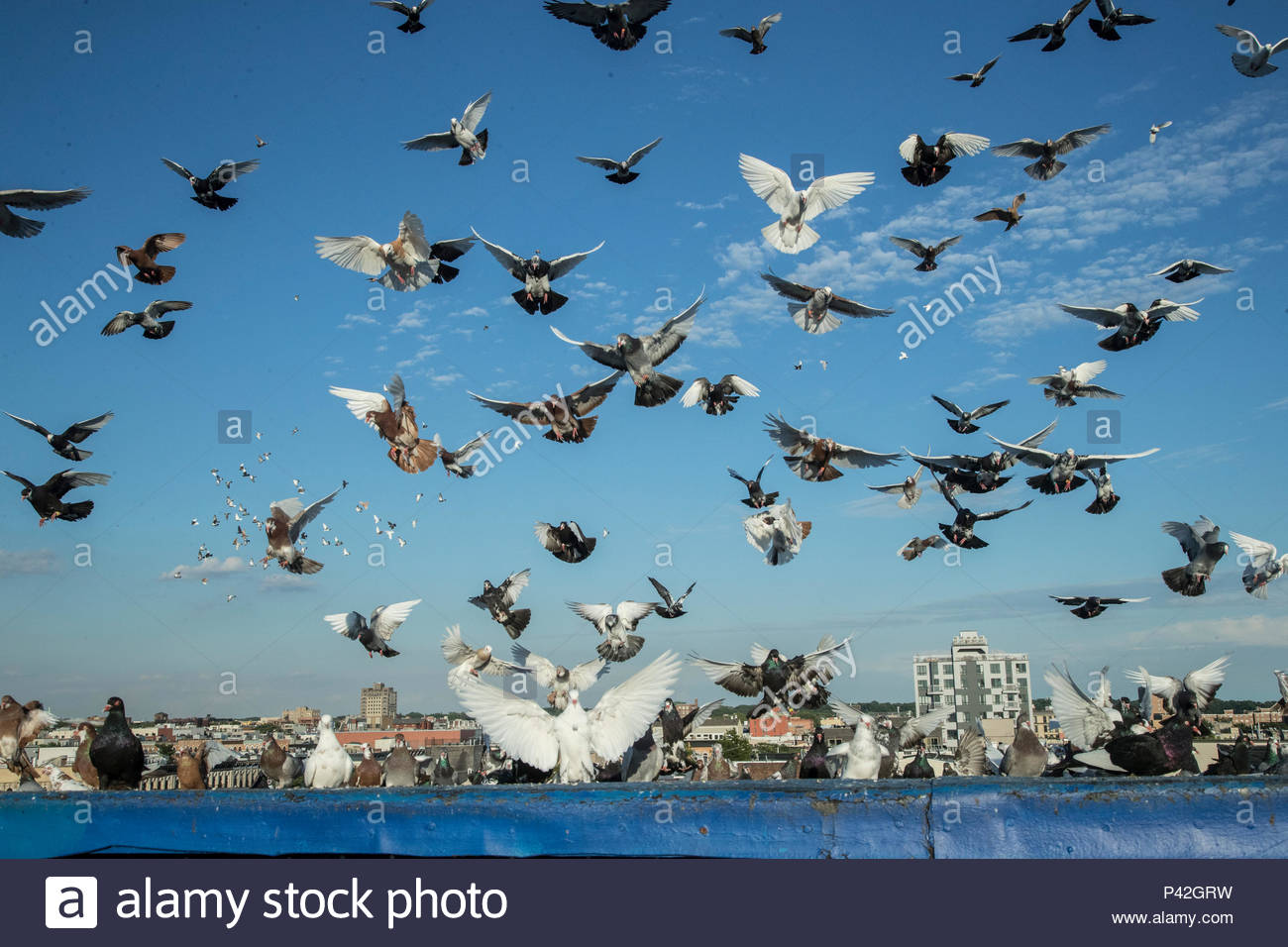 Homing Pigeons High Resolution Stock Photography and Images - Alamy