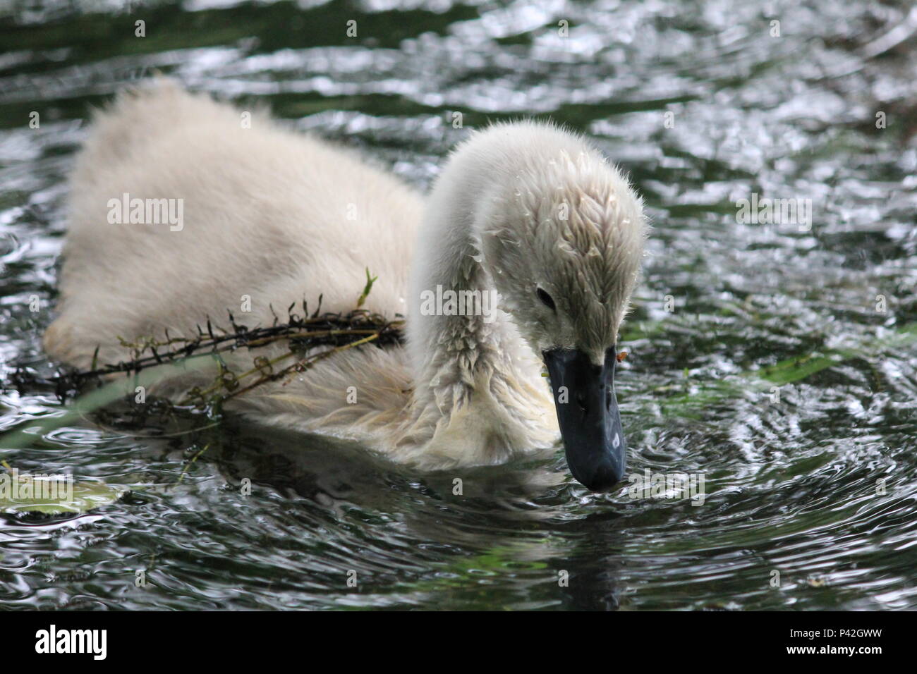 Swan family with adopted Goose In Nijmegen Stock Photo - Alamy