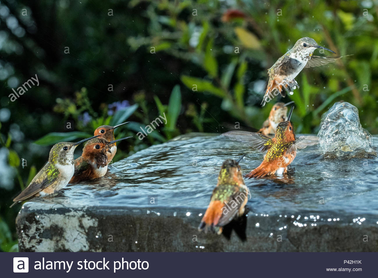 Hummingbirds High Resolution Stock Photography and Images - Alamy