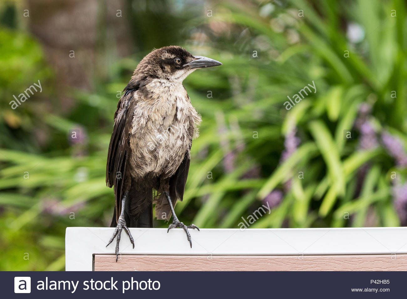 Grackles Stock Photos & Grackles Stock Images - Alamy