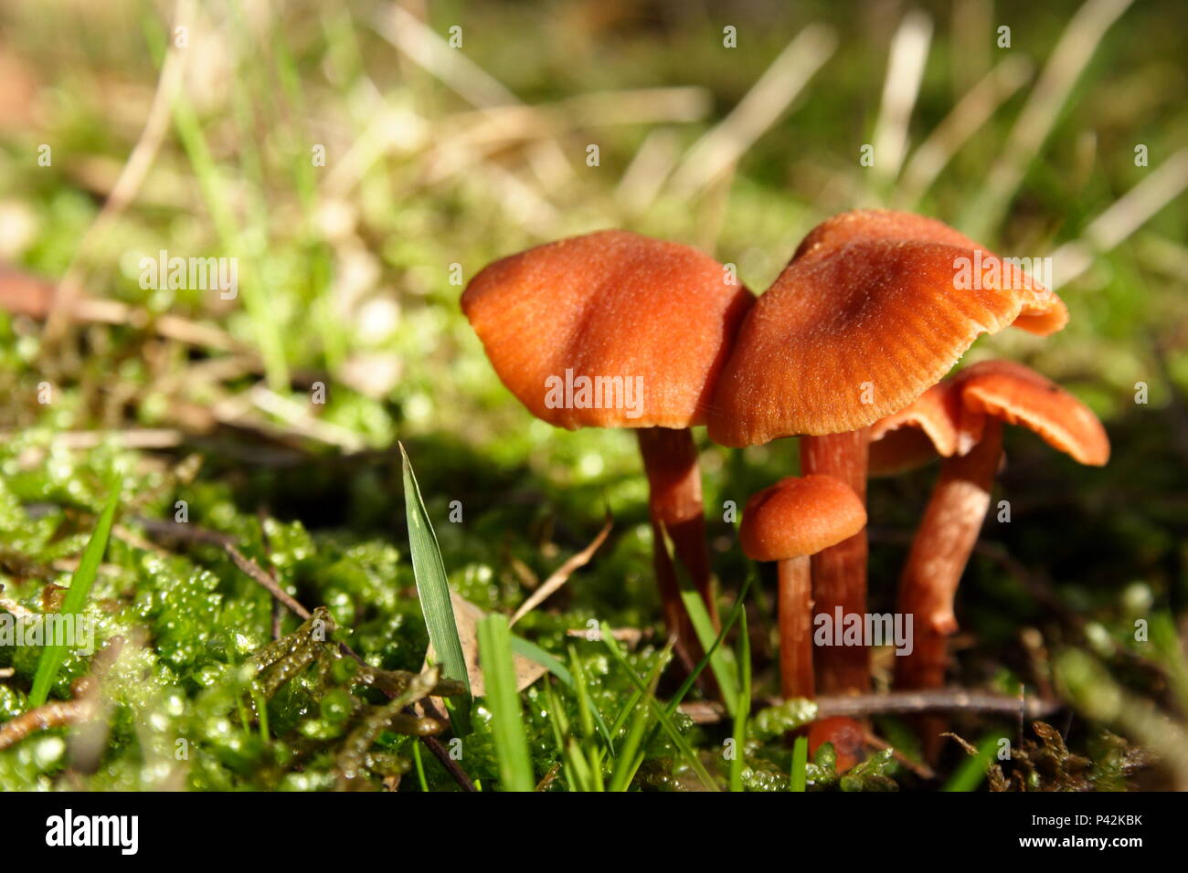 Wild Brown Mushrooms Stock Photo - Alamy