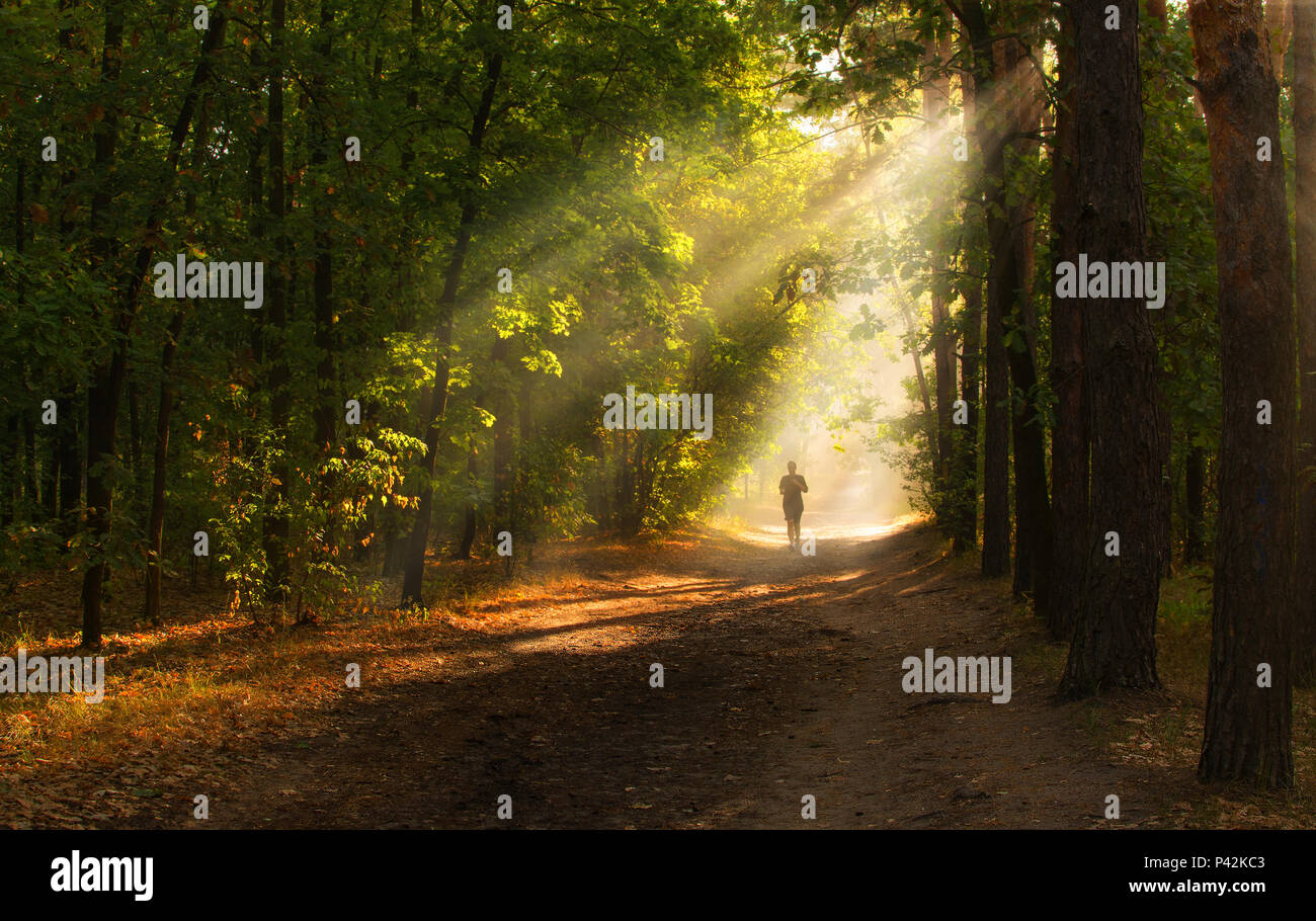 Morning in the forest. Sun rays. Walk on the nature Stock Photo - Alamy