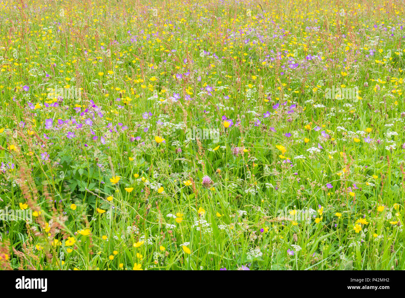 Pignut hi-res stock photography and images - Alamy