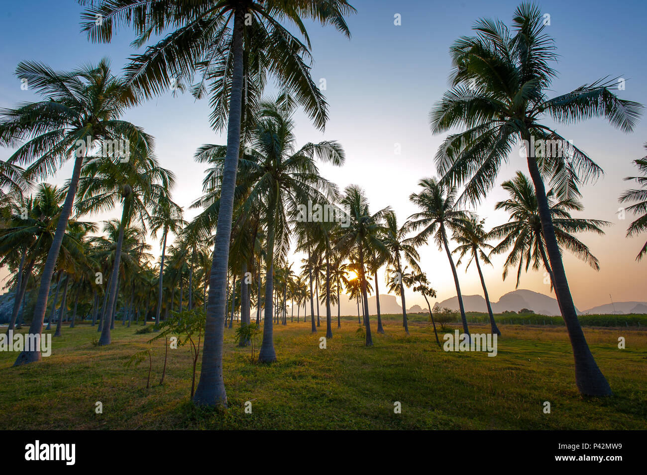 Coconut palm trees perspective hi-res stock photography and images - Alamy