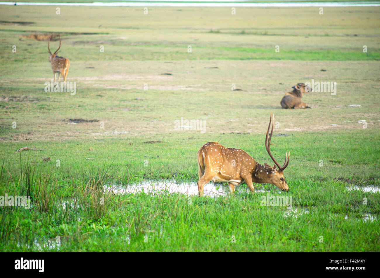 Yala National park, Sri Lanka Stock Photo - Alamy