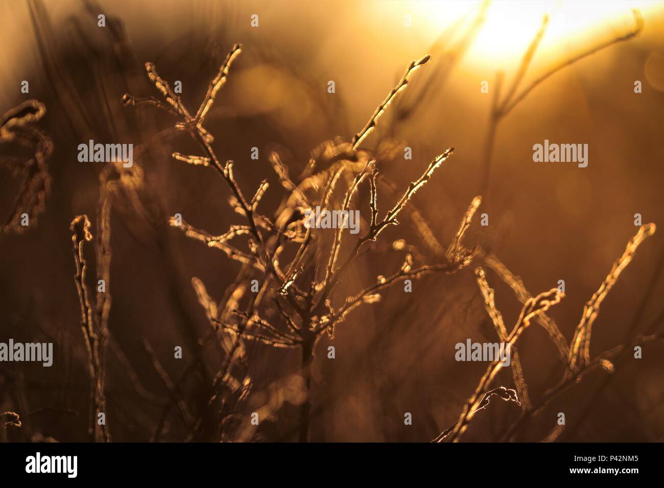 Backlit Golden Sun Haze Shining Through Brush Stock Photo - Alamy