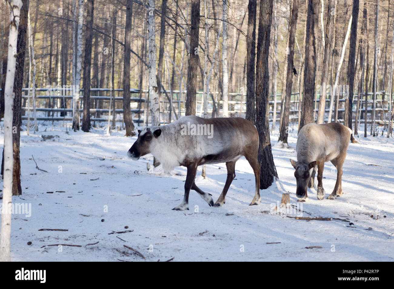 Mohe China High Resolution Stock Photography and Images - Alamy