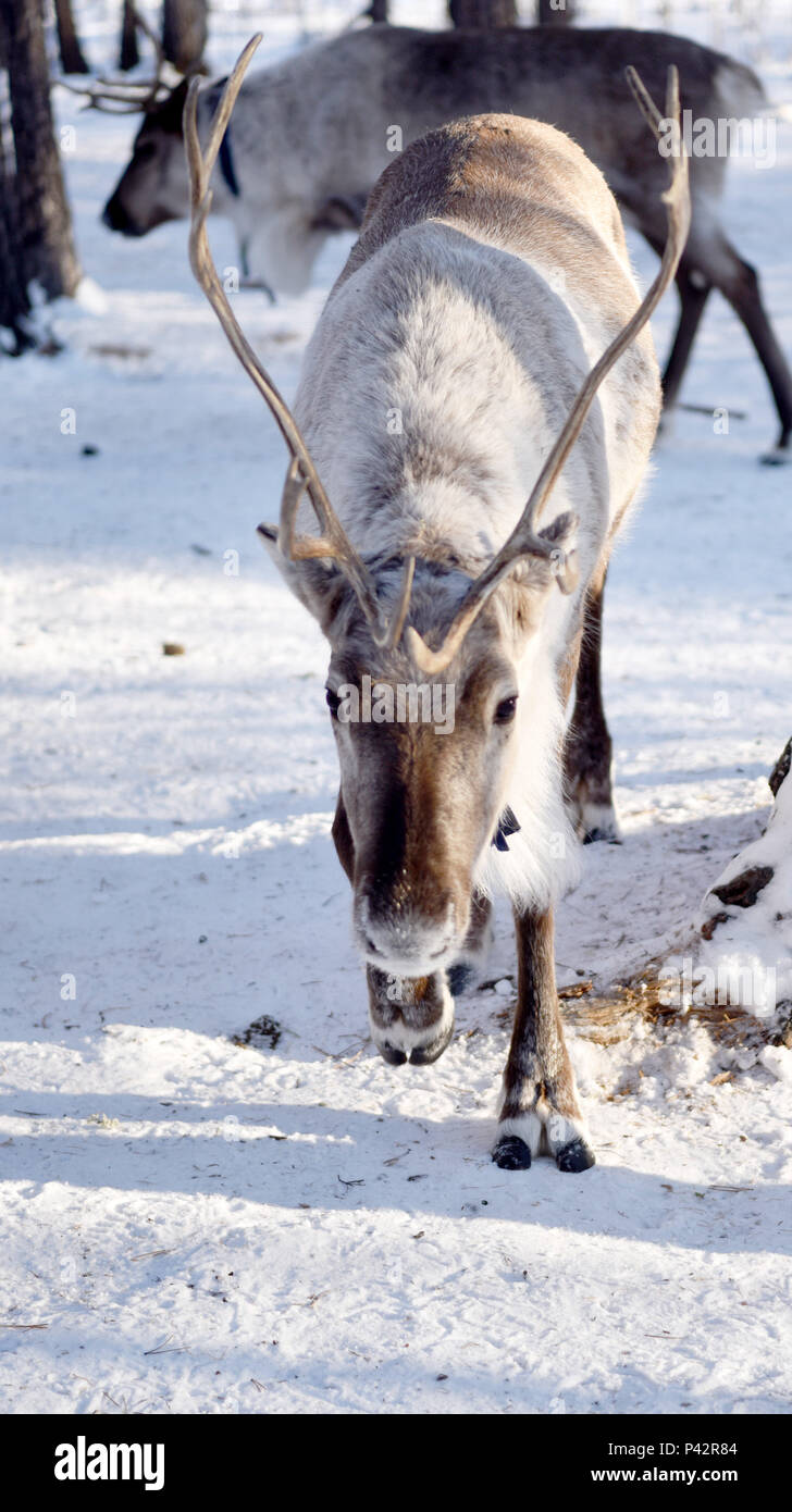 Mohe China High Resolution Stock Photography and Images - Alamy