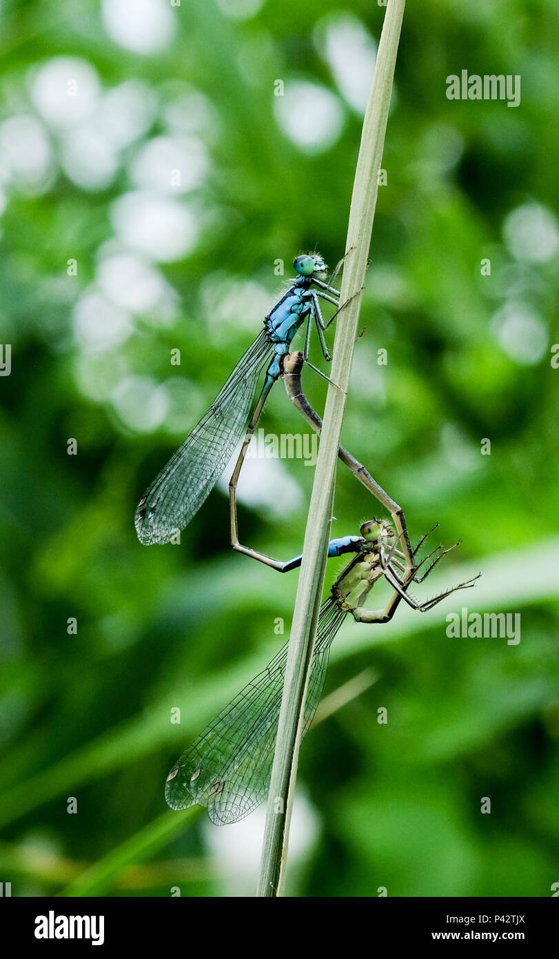 Insects that live in ponds hi-res stock photography and images - Alamy